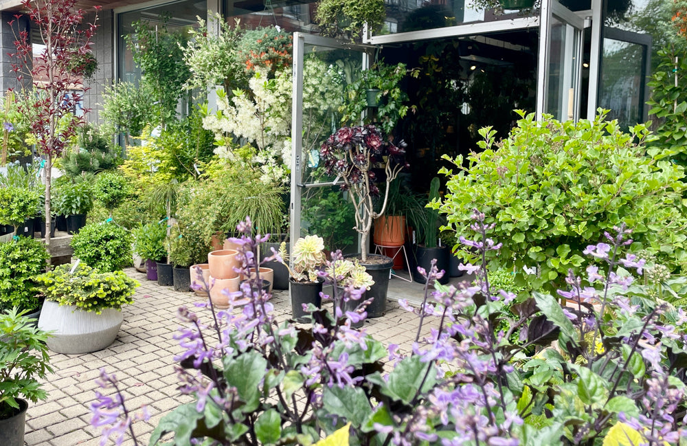 Sprout Home: Shop Plants, Floral & Decor