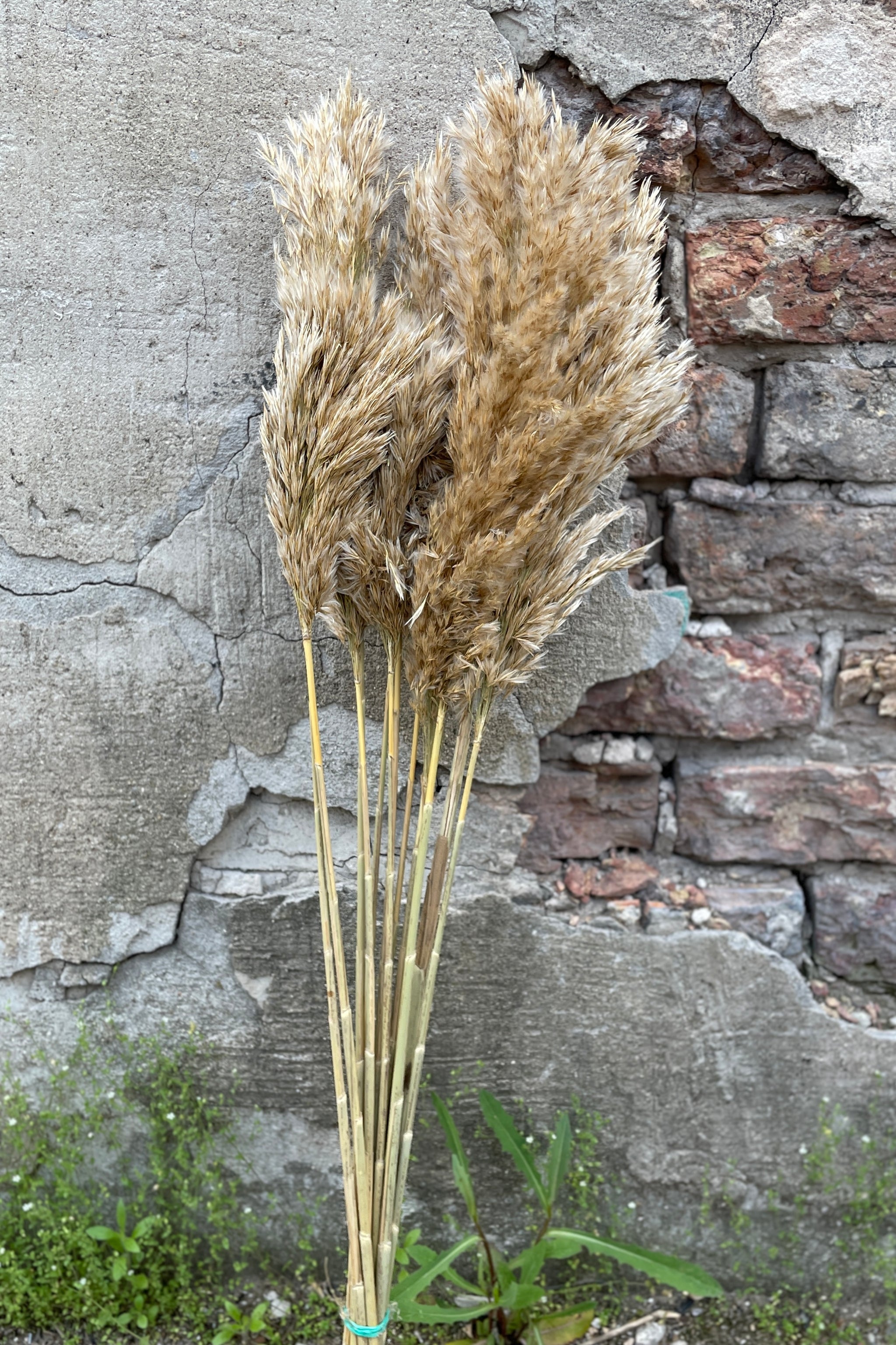 Cane Aroundo Natural Preserved Bunch at SPROUT HOME