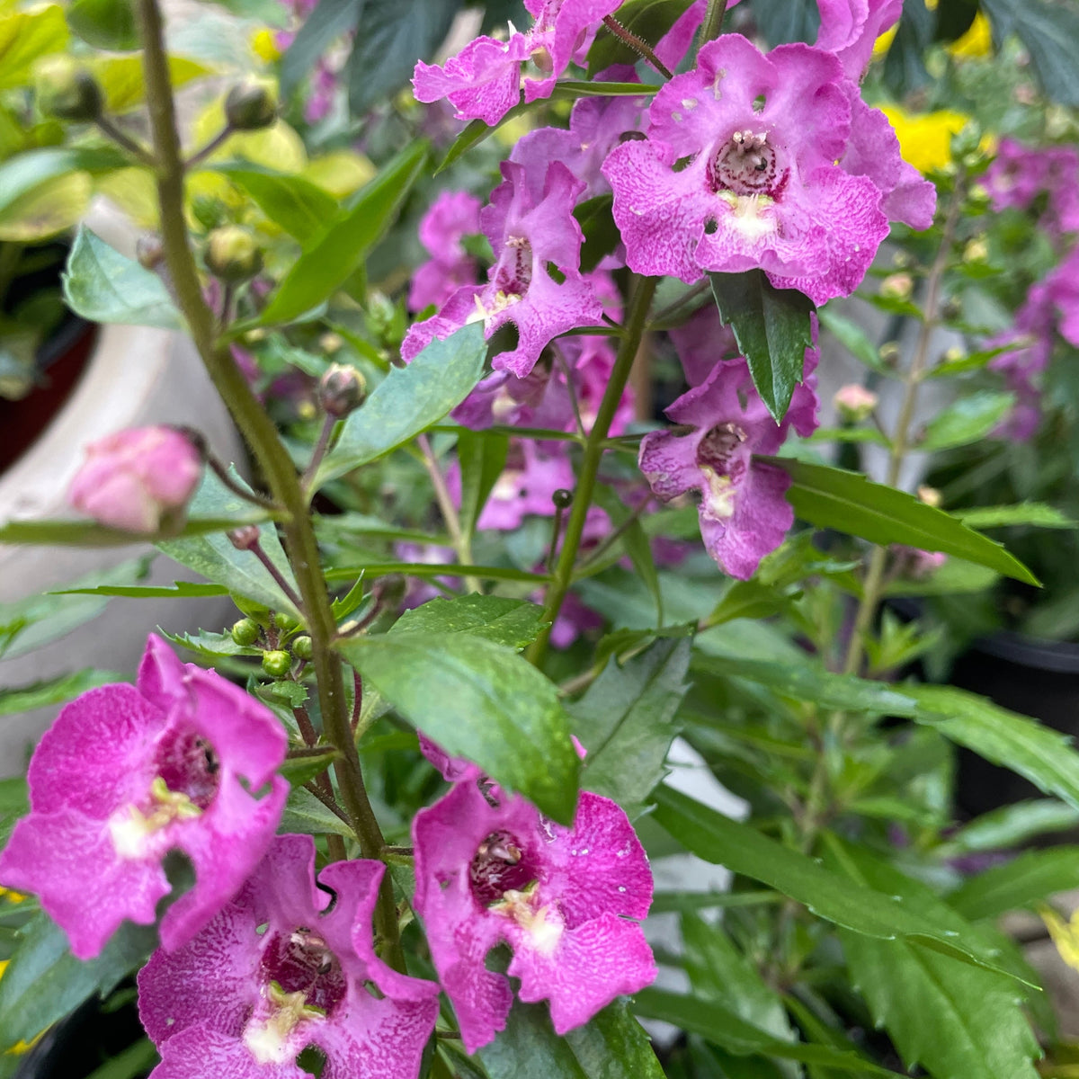 how long does angelonia bloom