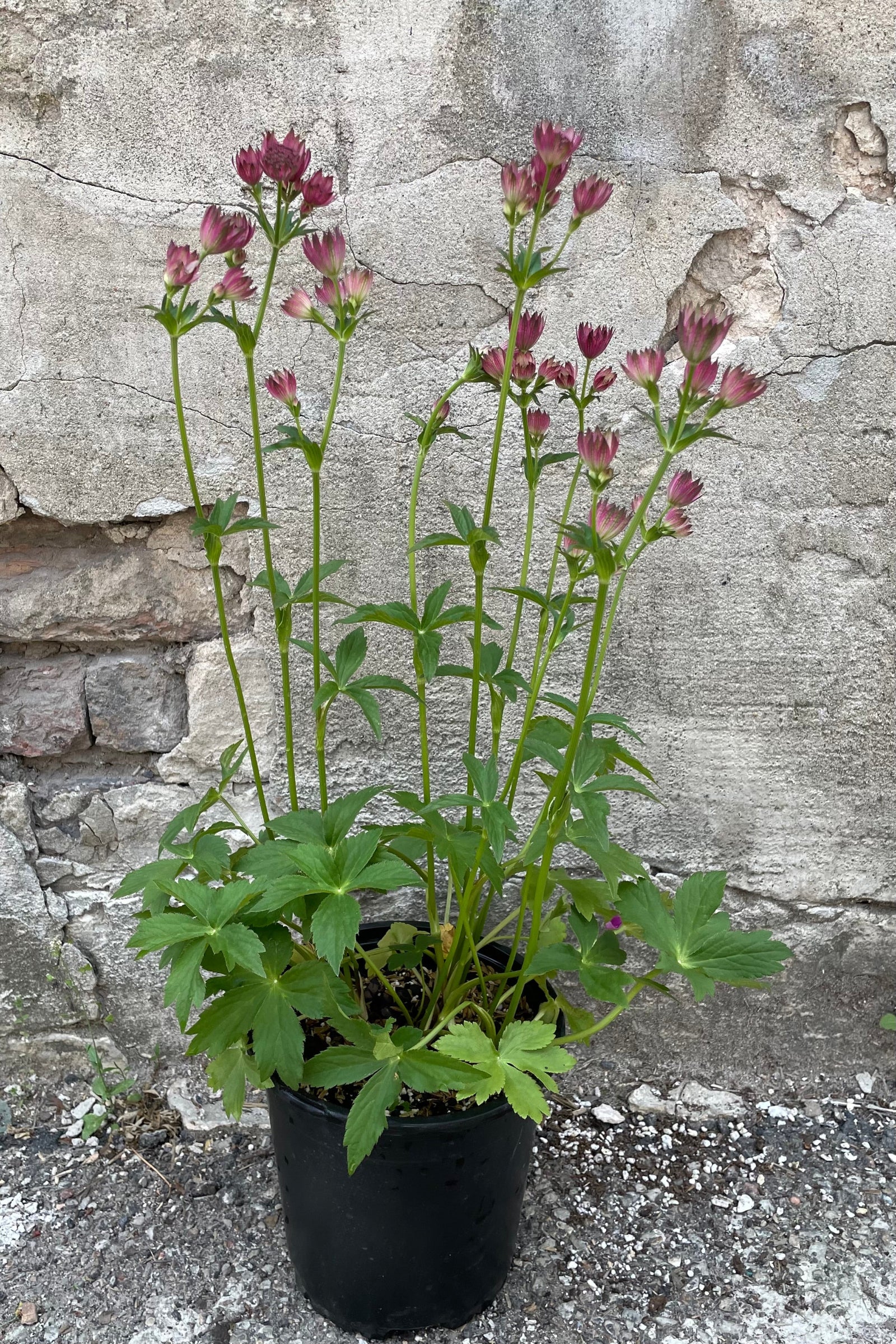 Astrantia roma store