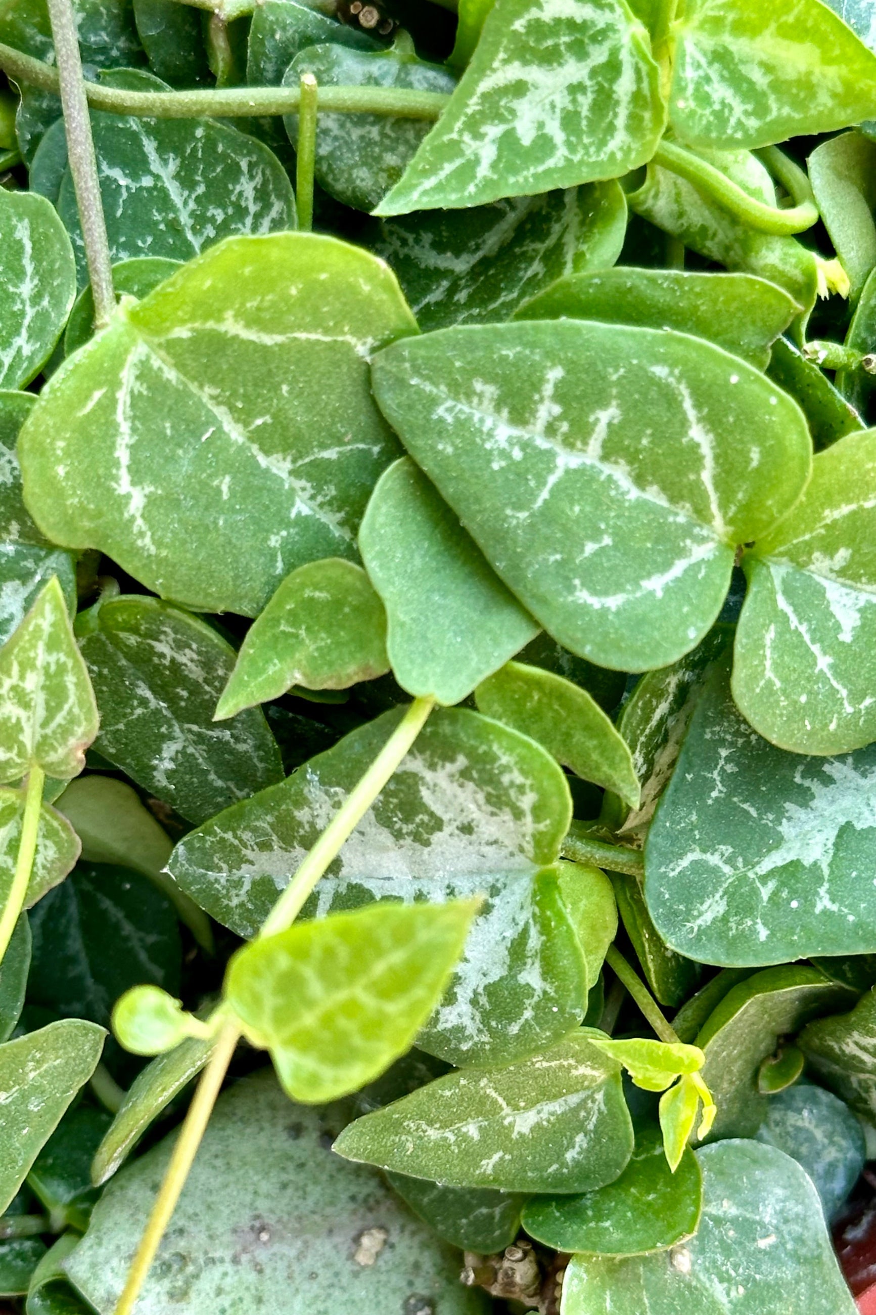 Ceropegia woodii 'Heartless' "String of Spades" 4"