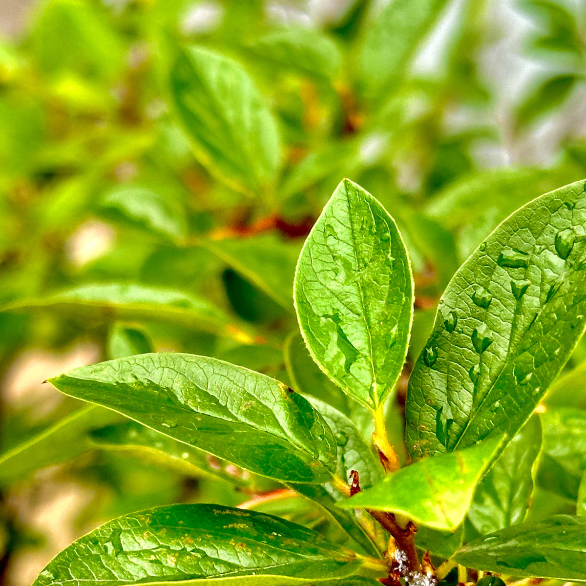 cotoneaster lucidus invasive