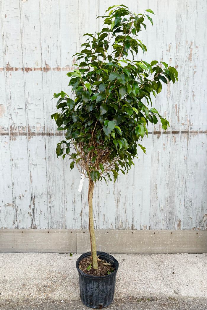 Ficus benjamina 'Midnight' 10" standard at SPROUT HOME