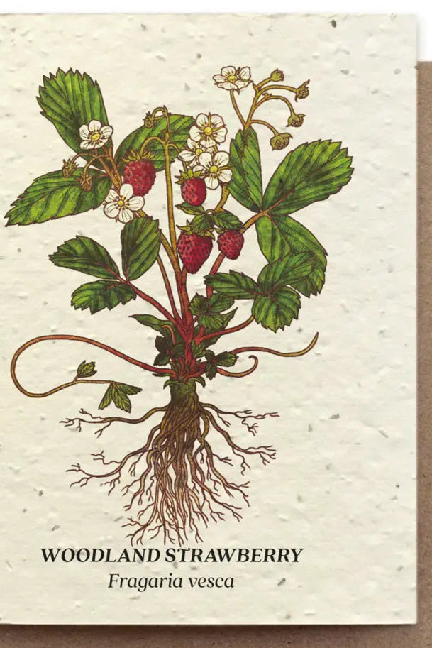 Woodland Strawberry Seeded Paper Card at SPROUT HOME – Sprout Home