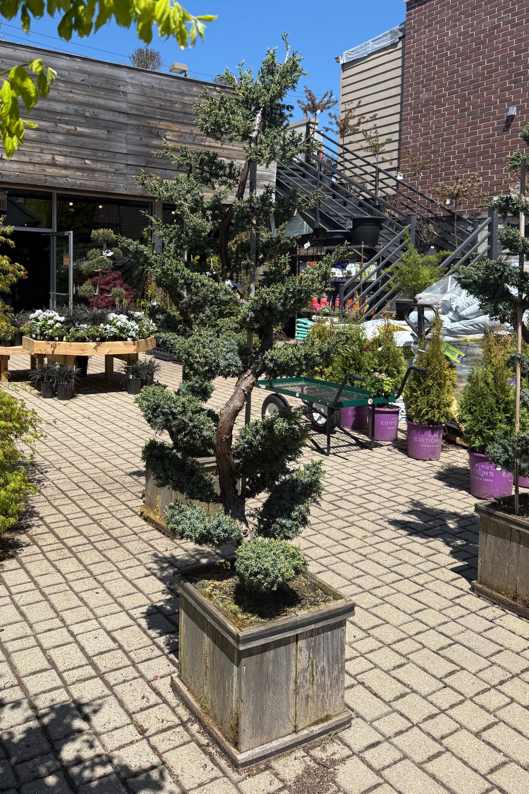 Juniperus chinensis 'Blue Alps' Sculpted #15 at SPROUT HOME