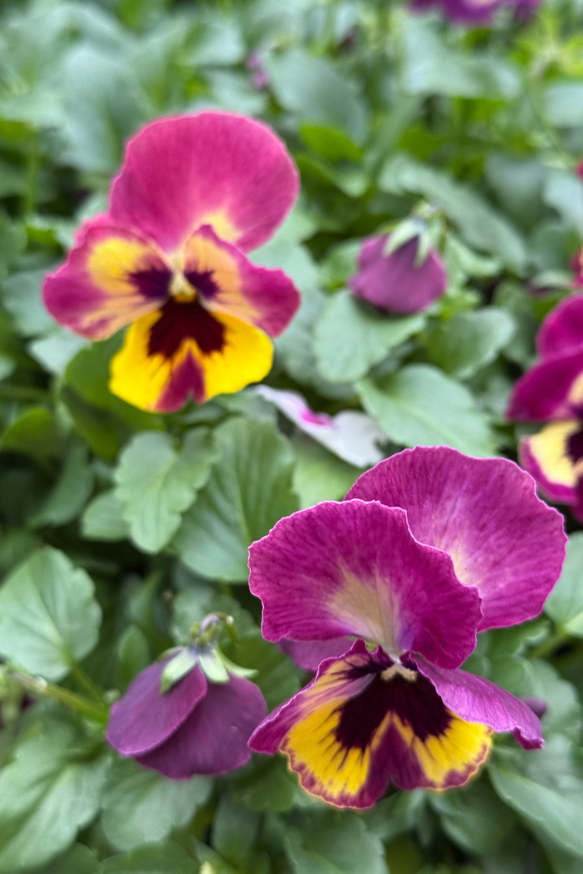 Pansy / Viola annual (assorted) 4.5