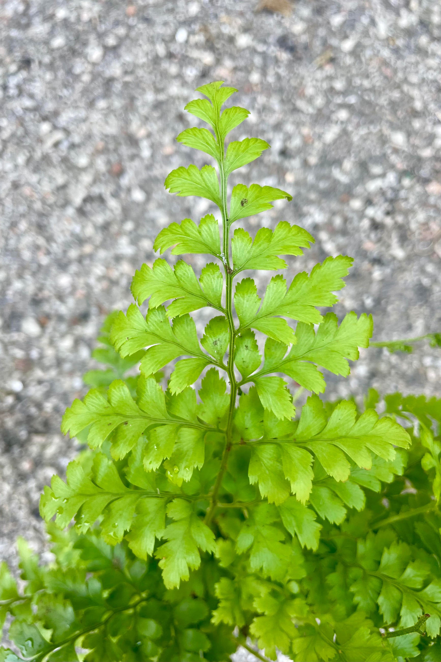 Rumohra adiantiformis "Leatherleaf fern" 4"