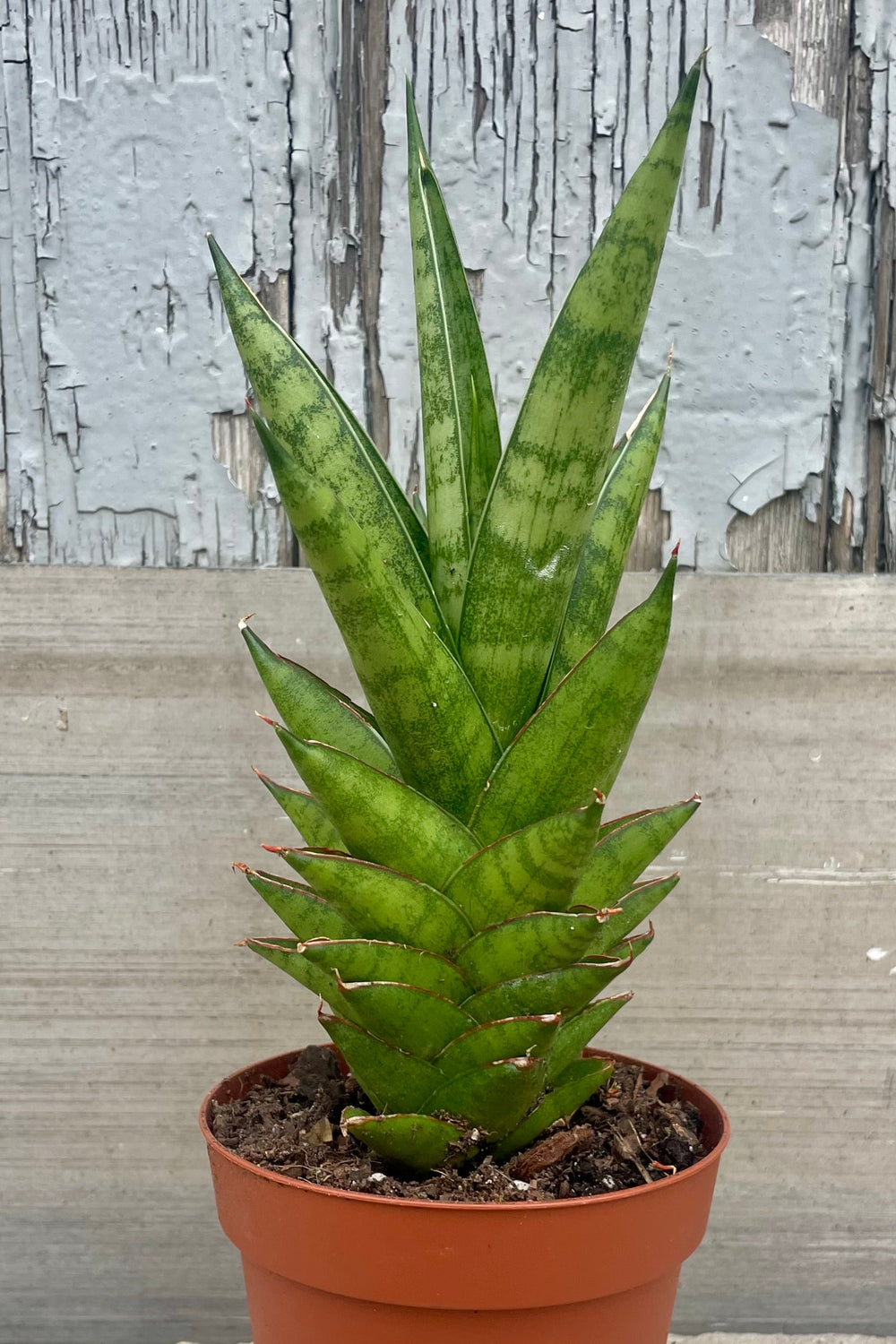 Sansevieria 'Tower' 4" at SPROUT HOME