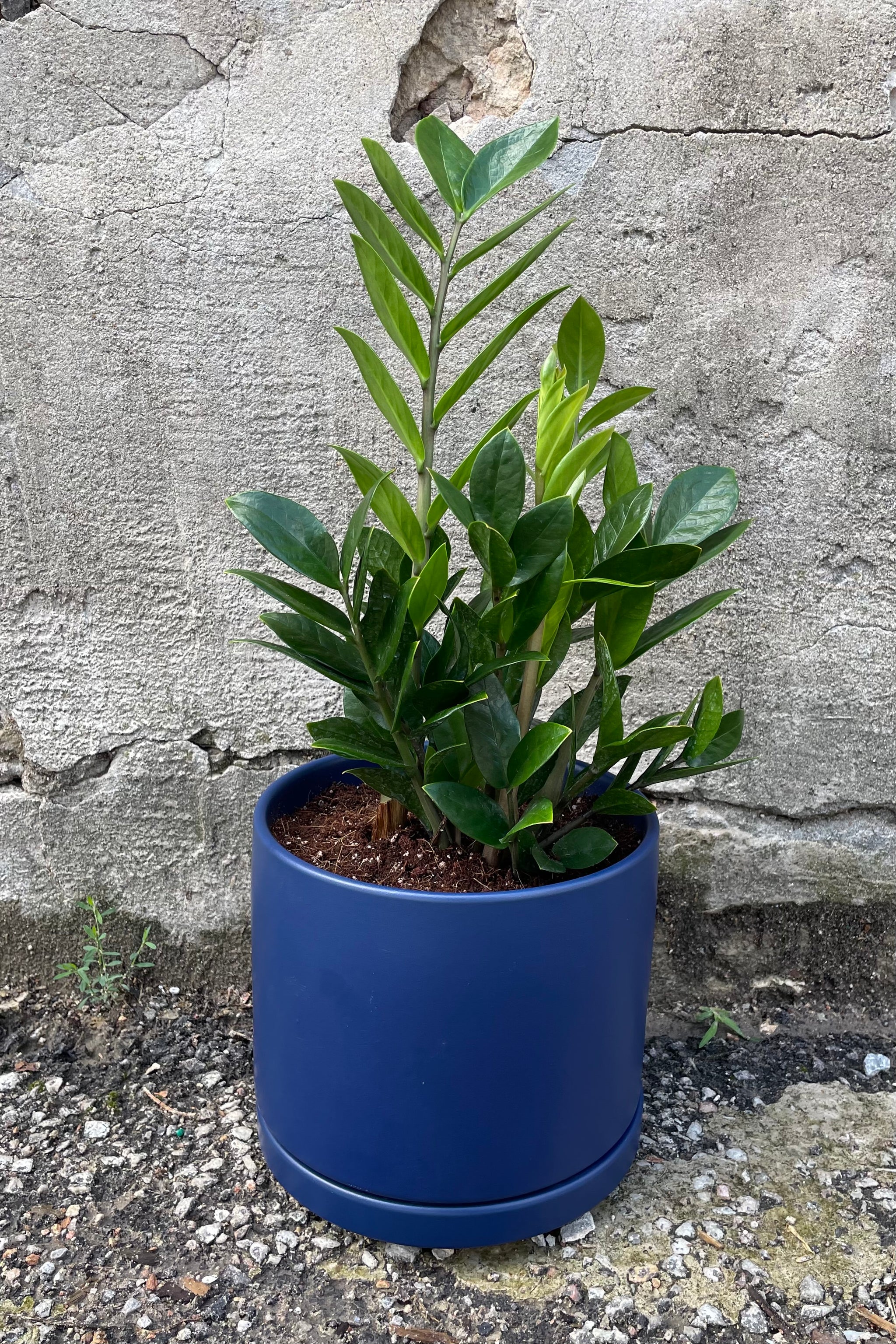 Miles Davis: ZZ & Easy Houseplant at Sprout Home