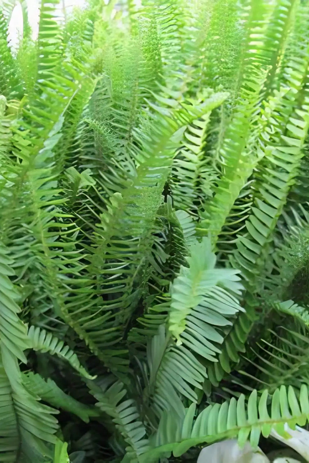 Nephrolepis o. 'Emerald Queen' 6" at SPROUT HOME