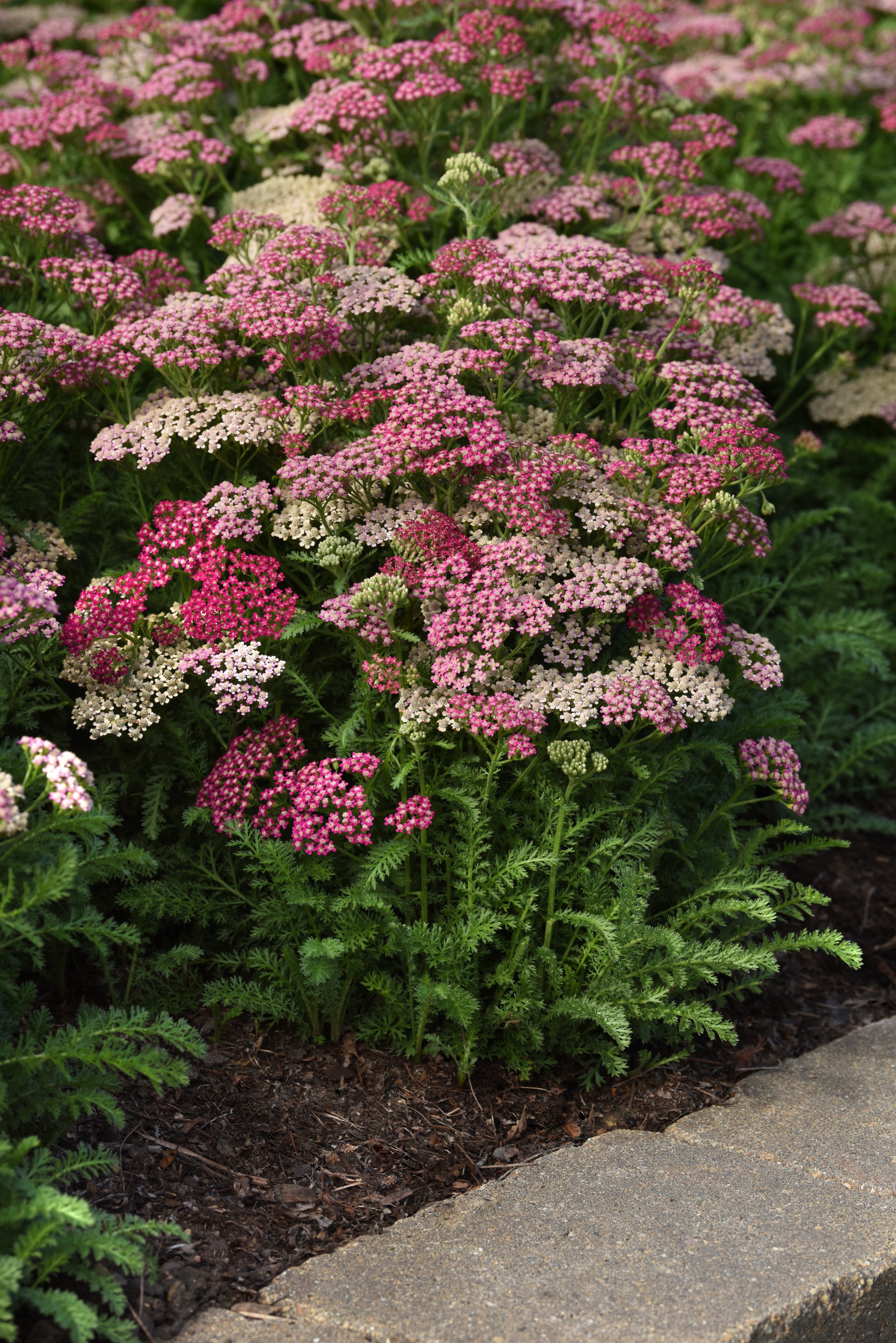 Achillea 'Milly Rock Rose' 1qt at SPROUT HOME