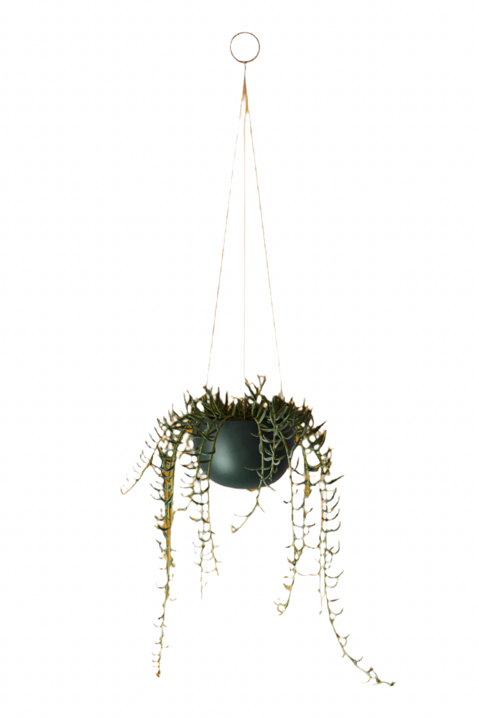 Clifton Matte Forest Green Hanging Pot Medium at SPROUT HOME