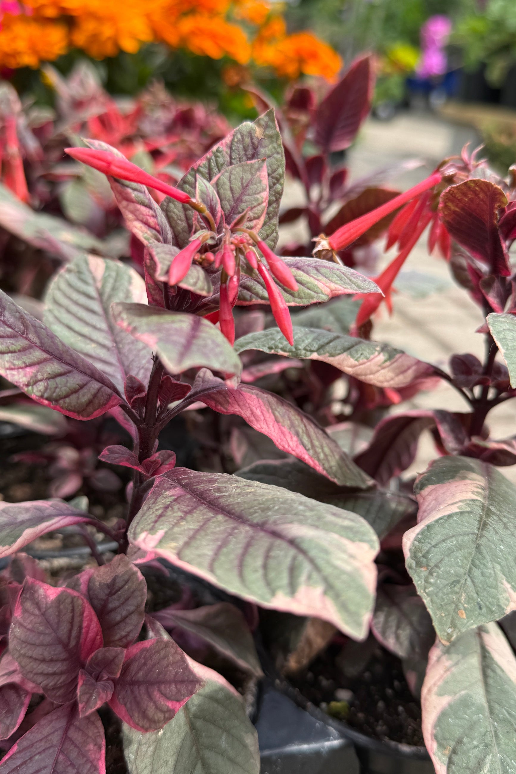 Fuchsia (assorted), upright 4.5" at SPROUT HOME