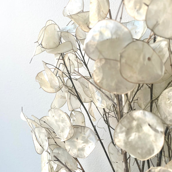 Lunaria Flower