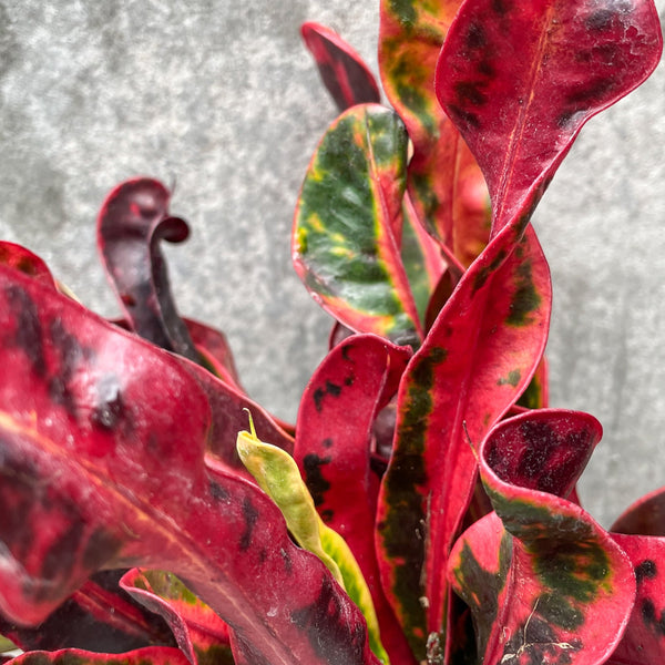 Curly Croton Plant Leaf