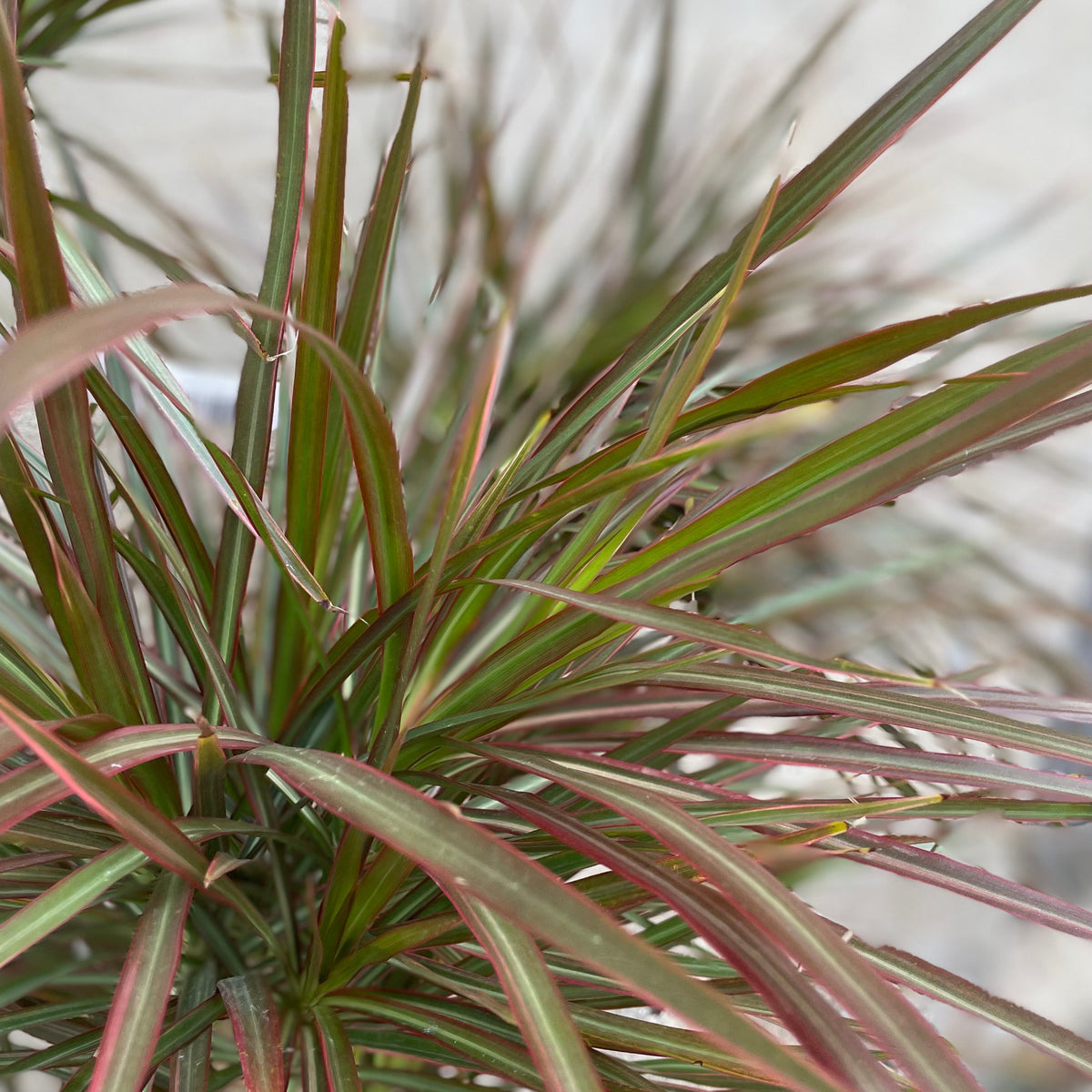 red dracaena marginata