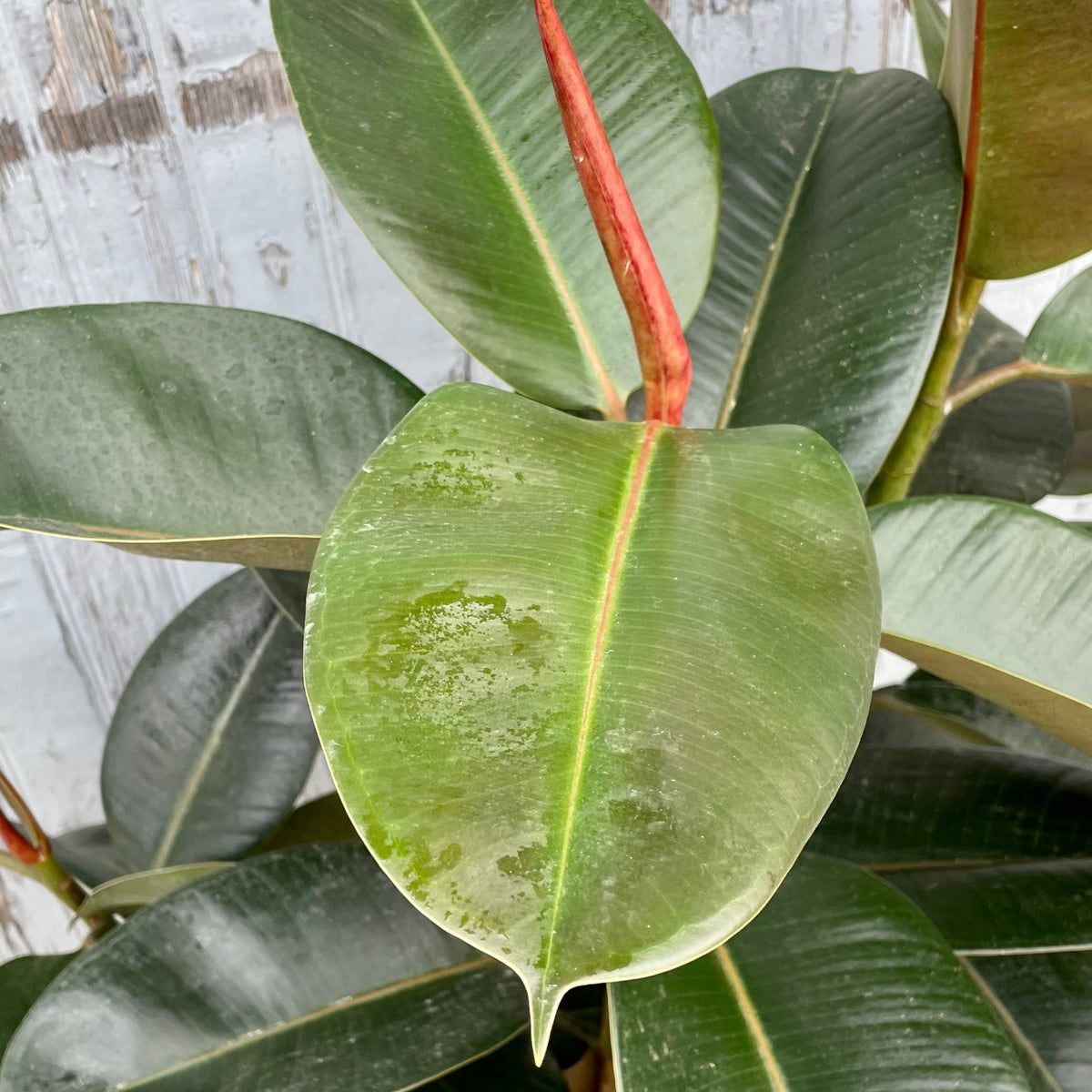 ficus elastica leaf size