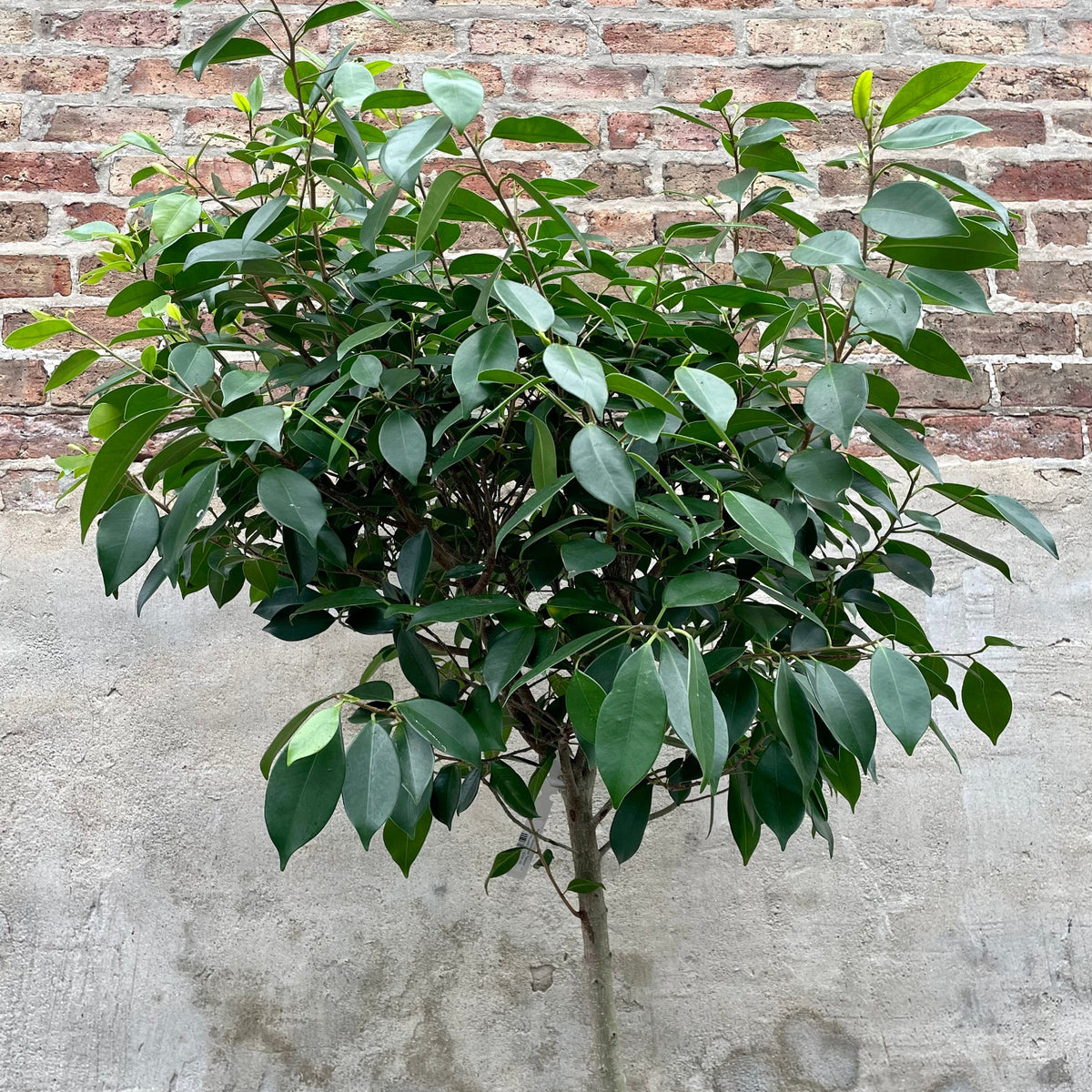 ficus nitida uk