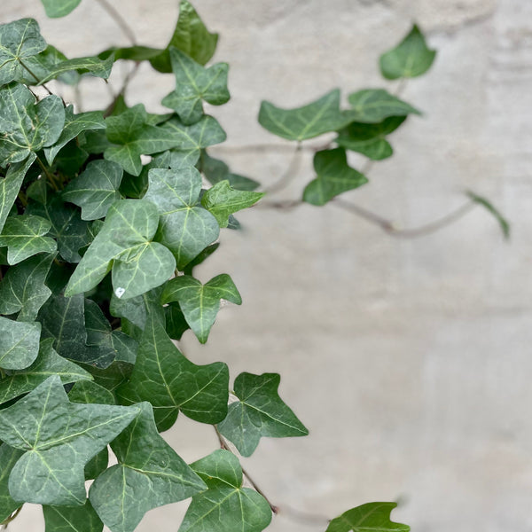 Hedera Helix Leaf