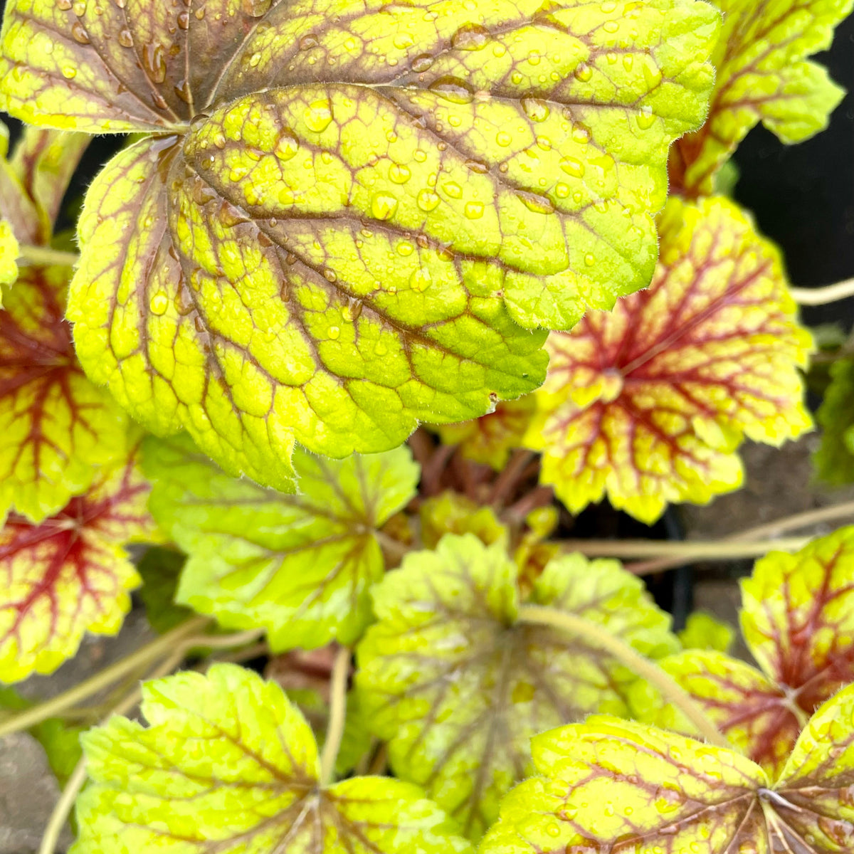 heuchera red spangles
