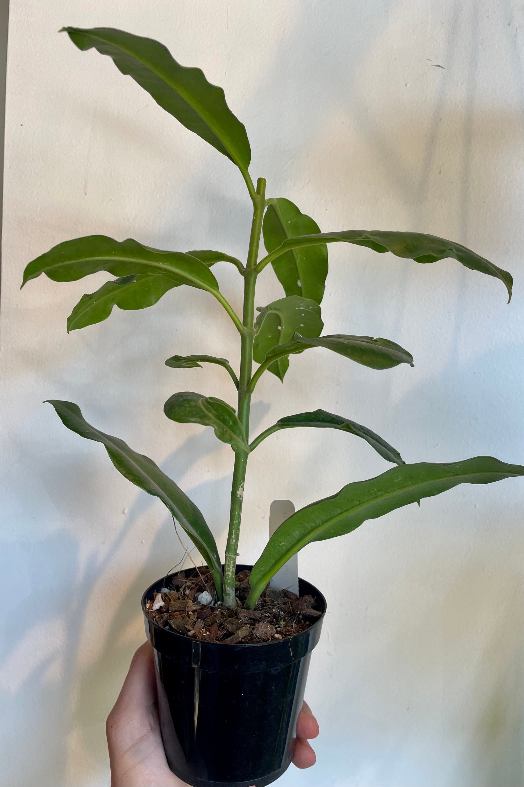 Hoya imperialis (Red Flower) 4"