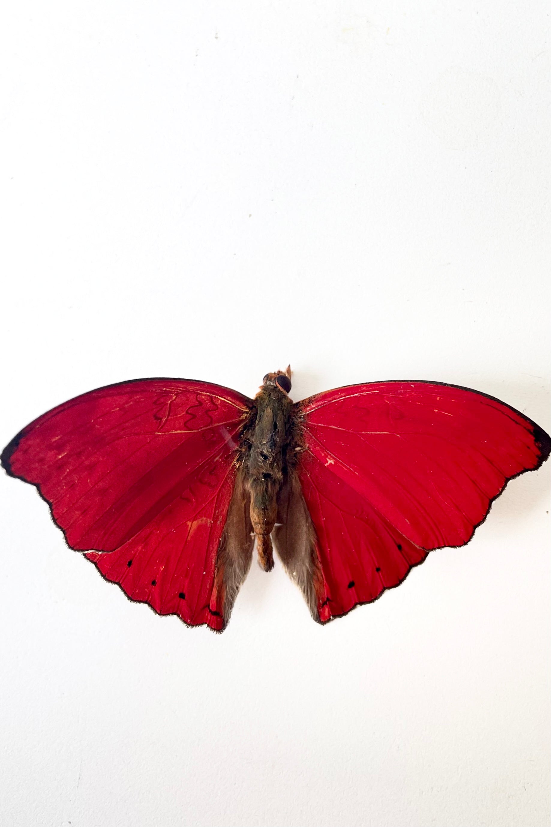 Cymothoe sangaris at SPROUT HOME