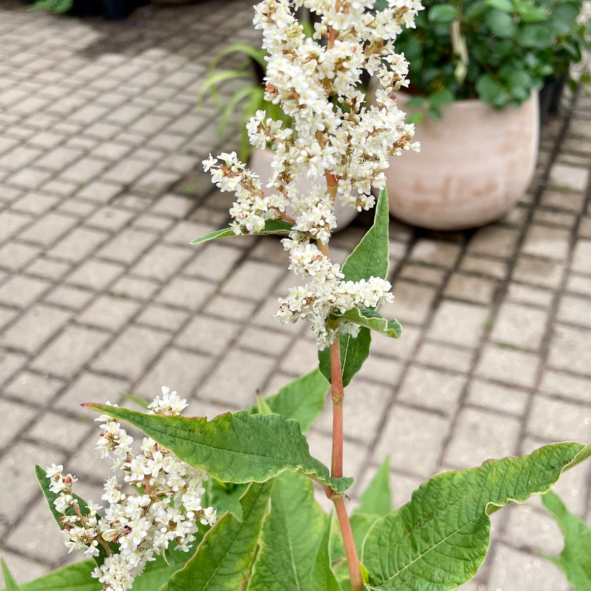 persicaria polymorpha rhs