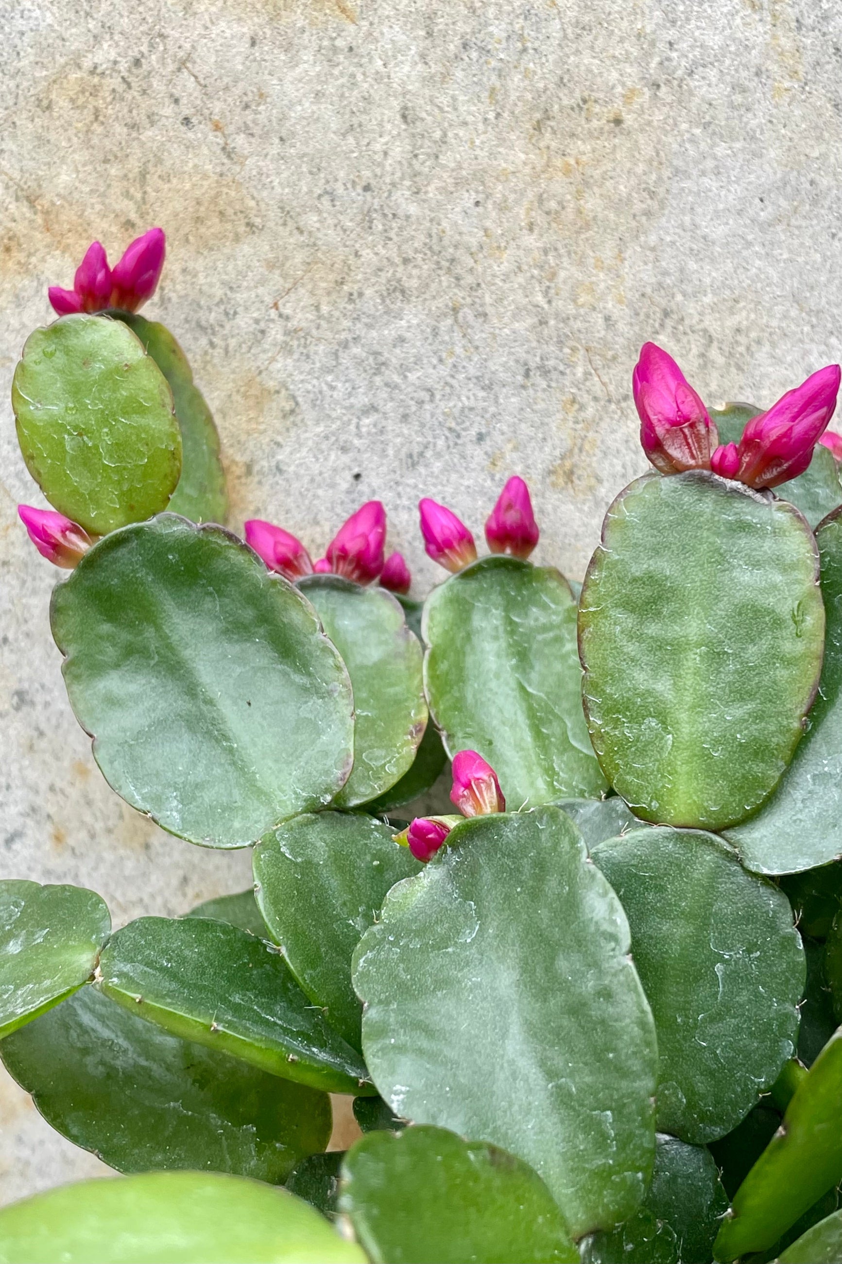 Rhipsalidopsis "Spring Cactus" 4" at Sprout Home