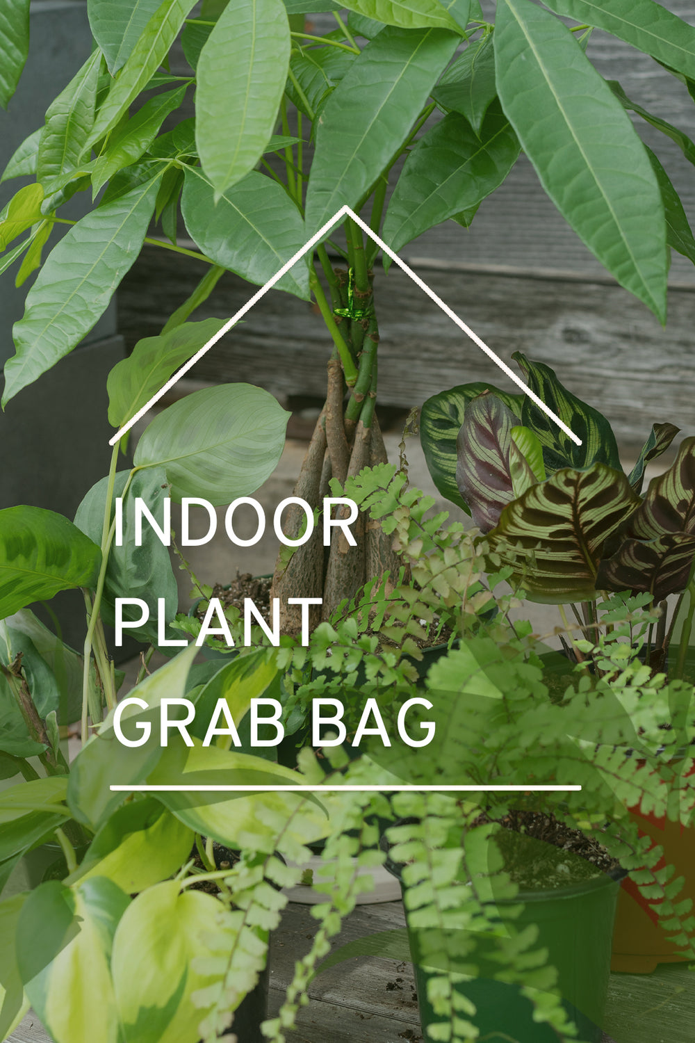Indoor House Plants – Sprout Home