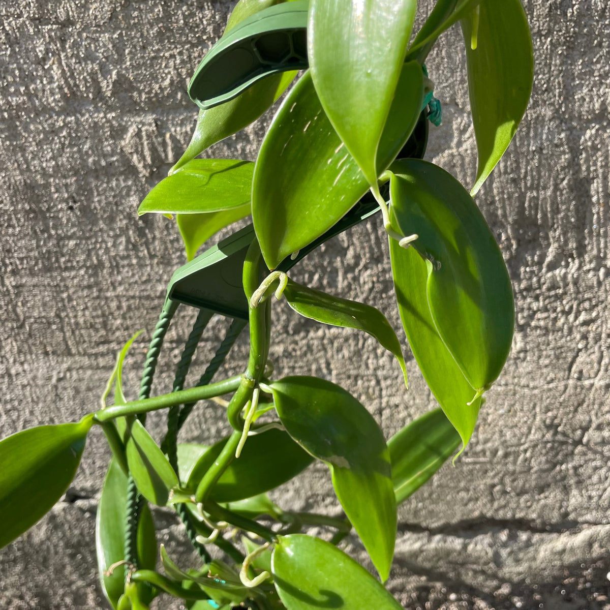 vanilla plant size